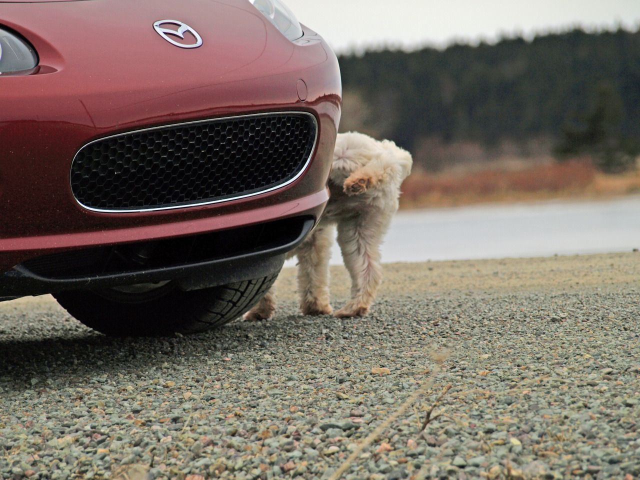 Quick grill question - MX-5 Miata Forum