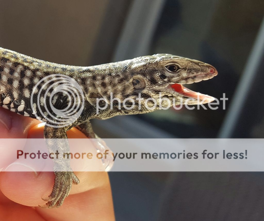 Getting Pet Geckos | Page 5 | Sherdog Forums | UFC, MMA & Boxing Discussion