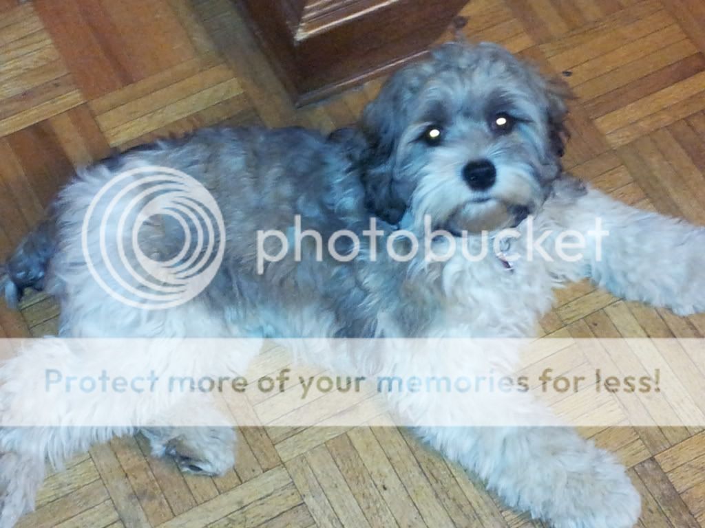 Dark Sable Cockapoo: What color when adult?! | I Love My Cockapoo Forums