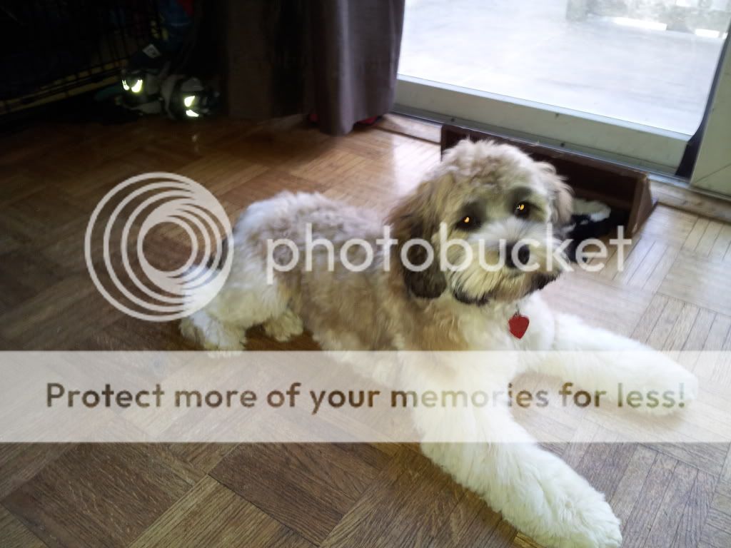 Dark Sable Cockapoo: What color when adult?! | I Love My Cockapoo Forums